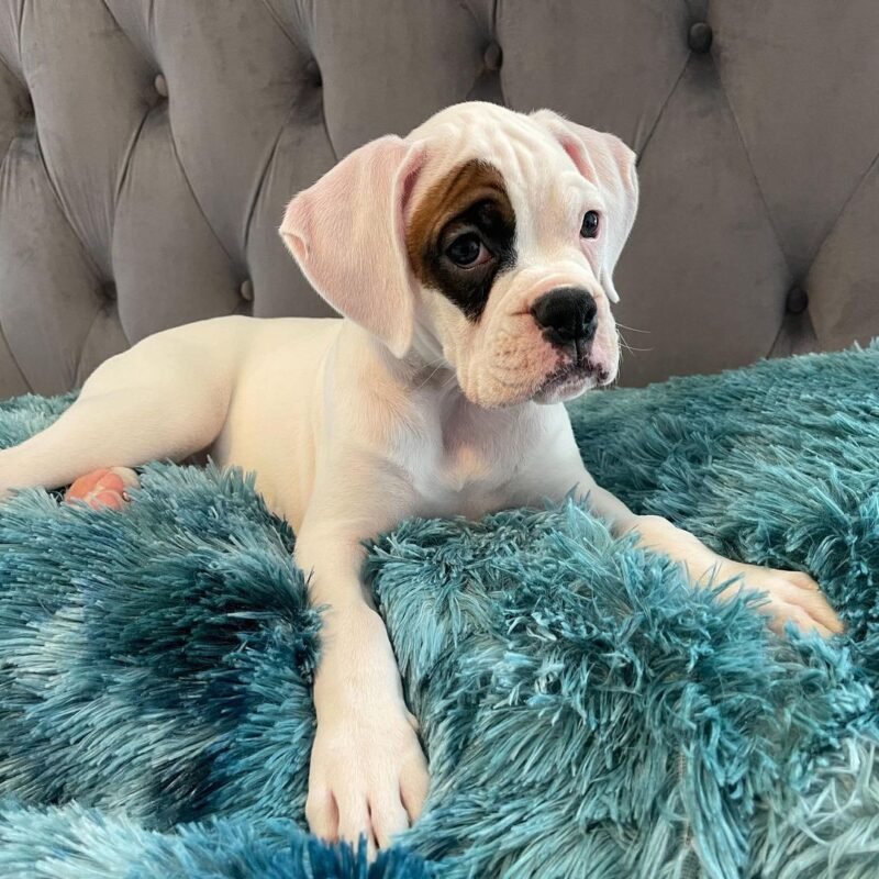 Boxer Puppies - Boxer Puppies For Sale-brindleboxerpuppieshome